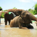 Chiang Mai: Jungle Jumbo Elephant Sanctuary with Waterfall - Discovering Chiang Mai’s Jungle Jumbo Elephant Sanctuary with Waterfall