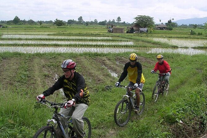 Chiang Mai Rice Fields Biking Tour - The Guide and Experience Quality