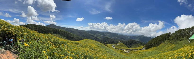 Chiangmai : Experience the magic of Mexican Sunflower field - The Practical Side: What You Get and What You Don’t