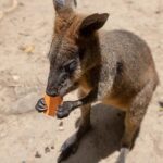 Chillagoe Caves and Outback Day Trip from Cairns - Who Will Love This Tour?