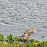 Chitwan: 2 Full day jungle walk with Canoeing all inclusive - The Second Day: Exploring the Buffer Zone