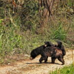 Chitwan: Full-Day Safari Canoeing and Jungle Walk and Jeep - The Itinerary Breakdown