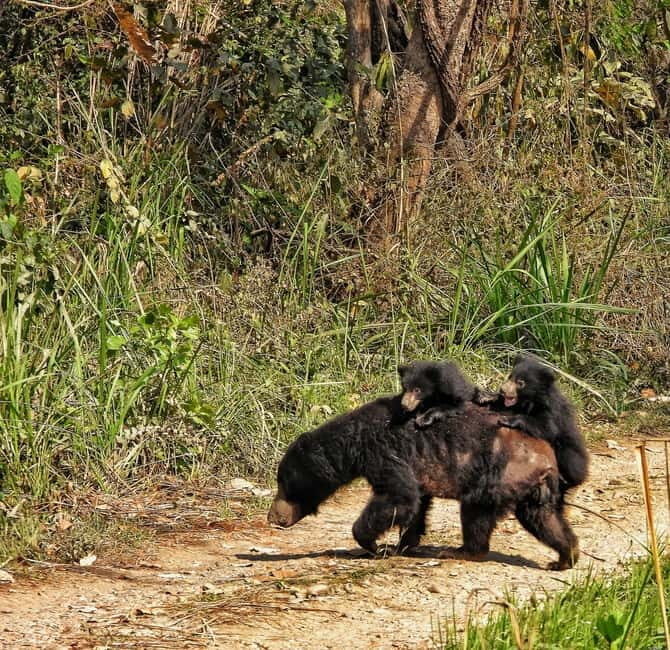 Chitwan: Full-Day Safari Canoeing and Jungle Walk and Jeep - The Itinerary Breakdown