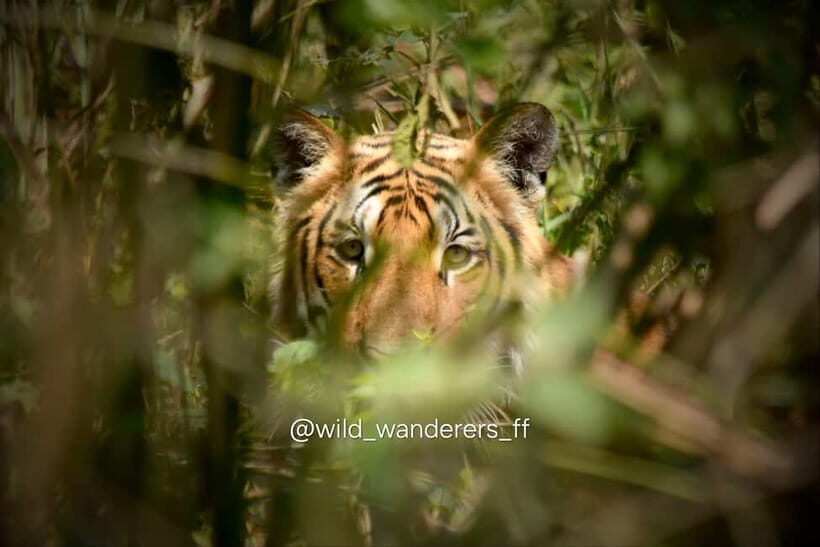 Chitwan National Park: Canoeing and Jungle Walk with Lunch - Considerations and practical tips