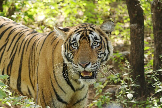 Chitwan National Park Tour - The Itinerary in Detail