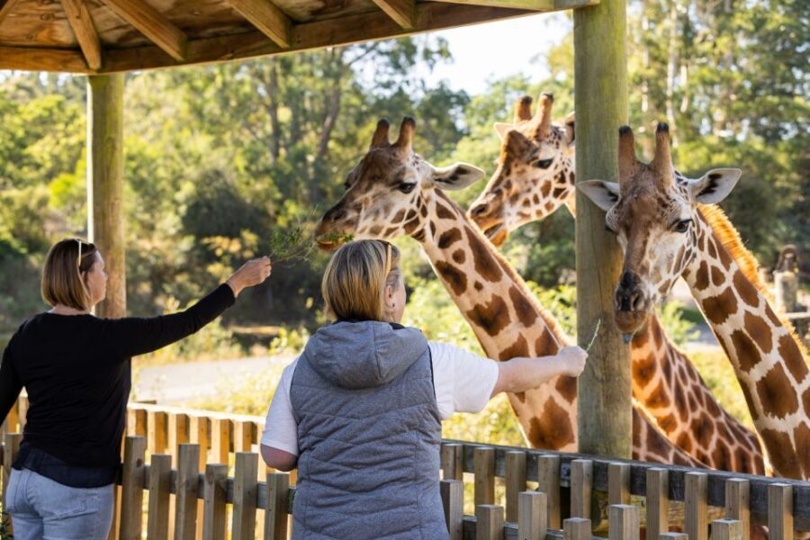 Christchurch: Orana Wildlife Park Admission - When to Visit and How Long to Stay