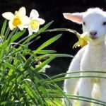Christchurch Sheep Farm Visit - Authenticity and Quality: What Travelers Are Saying