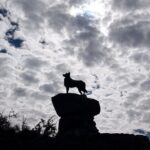 Christchurch to Tekapo Small Group One Way Tour - What Makes This Tour Stand Out