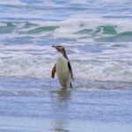 Clearwater Private Penguin & Wildlife Tour from Port Otago (5hrs) - Practicalities and Recommendations