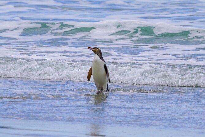 Clearwater Private Penguin & Wildlife Tour from Port Otago (5hrs) - Practicalities and Recommendations