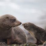 Clearwater Wildlife Tours (small group 10max) Otago Peninsula - The Itinerary in Detail