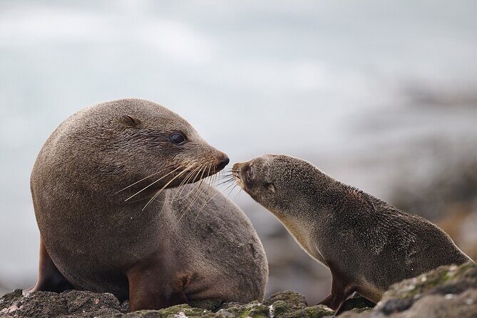 Clearwater Wildlife Tours (small group 10max) Otago Peninsula - The Itinerary in Detail