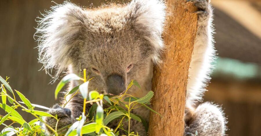 Cleland Wildlife Park Experience with Mount Lofty Summit - How the Experience Flows