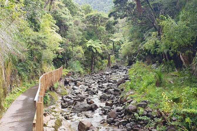 Coast and Rainforest Eco-Tour from Auckland with Picnic Lunch - The Sum Up: Who Will Love This Tour?