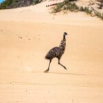Coffin Bay National Park Half-day 4WD Tour - Final Thoughts