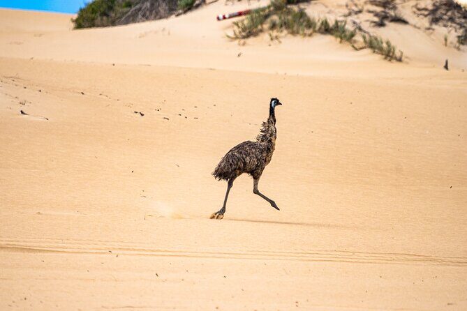 Coffin Bay National Park Half-day 4WD Tour - Final Thoughts