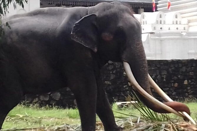 Colombo to Kandy Private Day Tour - A Detailed Breakdown of the Itinerary