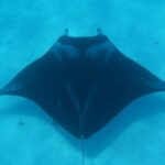 Combo Diving and Snorkeling Full Day Tour - Final Thoughts