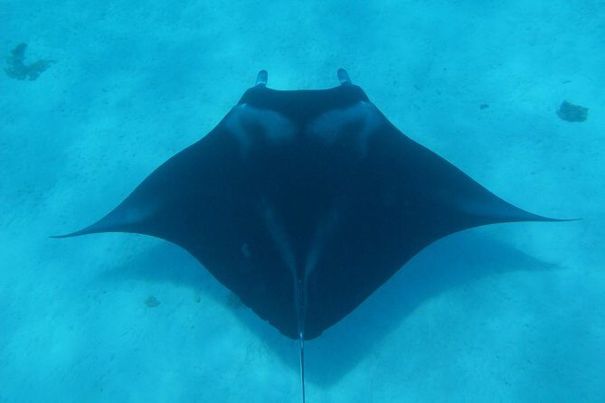 Combo Diving and Snorkeling Full Day Tour - Final Thoughts