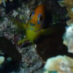 Combo Diving and Snorkeling Half-Day Tour - The Dive and Snorkel Itinerary in Detail