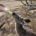 Coonawarra: Caves, Cabernet, & Kangaroos Day Tour & Lunch - The Practicalities and Value
