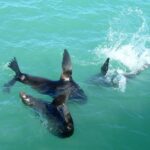 Coorong Highlights Cruise - Starting Point and Logistics