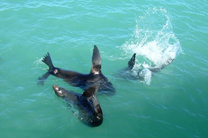 Coorong Highlights Cruise - Starting Point and Logistics