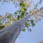 Copeland Tops National Park: Mountain Maid Gold Mine Tour - Who Will Love This Tour?