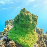Coral Bay 2-Hour Coral Viewing and Snorkeling - The Scenic Boat Ride: A Rolling Aquarium