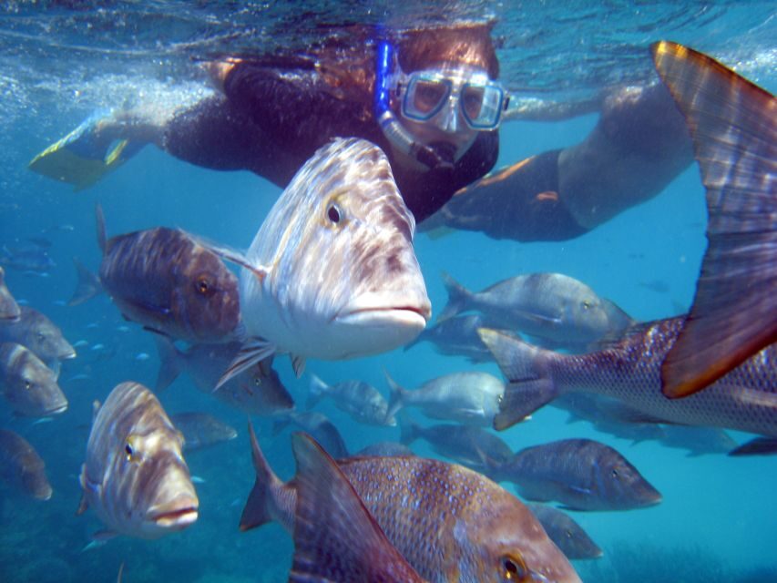 Coral Bay: 2-Hour Coral Viewing and Snorkeling - Who Will Love This Tour?