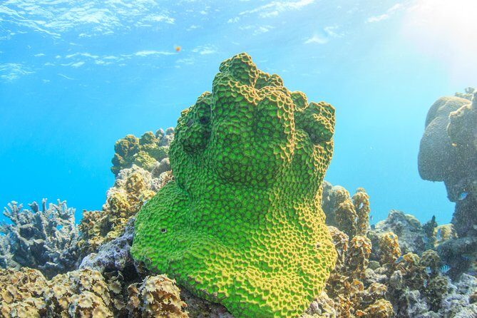 Coral Bay 2-Hour Coral Viewing and Snorkeling - The Scenic Boat Ride: A Rolling Aquarium