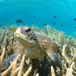 Coral Bay 3-Hour Turtle Ecotour - Why This Tour Offers Excellent Value