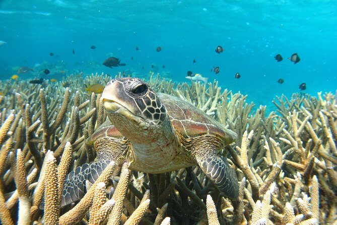 Coral Bay 3-Hour Turtle Ecotour - Why This Tour Offers Excellent Value