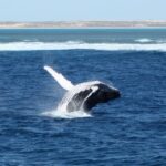 Coral Bay: 3-Hour Whale Watching Experience - What’s Included and How to Make the Most of It
