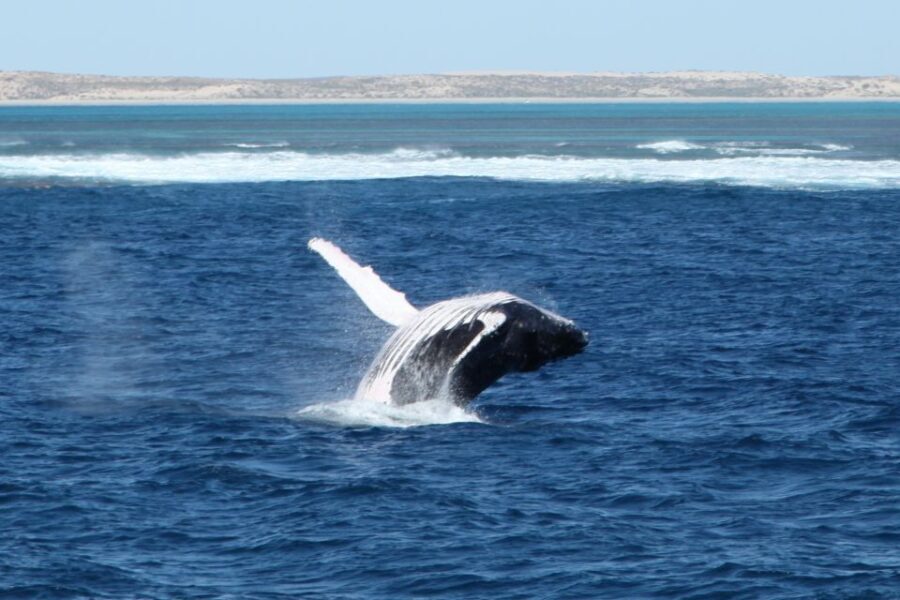 Coral Bay: 3-Hour Whale Watching Experience - What’s Included and How to Make the Most of It