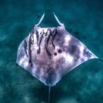 Coral Bay: Marine Eco Safari - Swim With Manta Rays - First Stop: Reef Snorkeling at Bills Bay