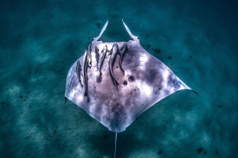 Coral Bay: Marine Eco Safari - Swim With Manta Rays - First Stop: Reef Snorkeling at Bills Bay