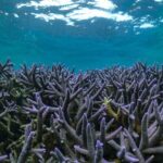 Coral By Kayak - Ningaloo Reef Half Day Kayak & Snorkel Tour - The Challenges and Considerations