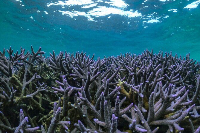 Coral By Kayak - Ningaloo Reef Half Day Kayak & Snorkel Tour - The Challenges and Considerations