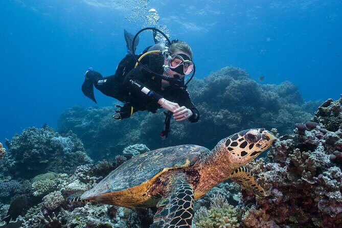 Coral Sea Dreaming Overnight Dive, Snorkel and Sail - Why Choose This Tour?