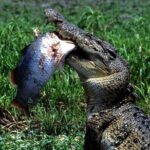 Corroboree Billabong 2.5 hour Lunch Cruise - Value and Practical Considerations
