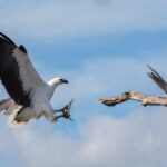 Corroboree Billabong Wetland Cruises - 1.5 hour Morning cruise - Who Should Consider This Tour?