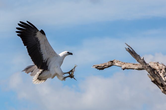 Corroboree Billabong Wetland Cruises - 1.5 hour Morning cruise - Who Should Consider This Tour?