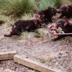 Cradle Mountain: After Dark Tasmanian Devil Feeding Tour - The Sum Up