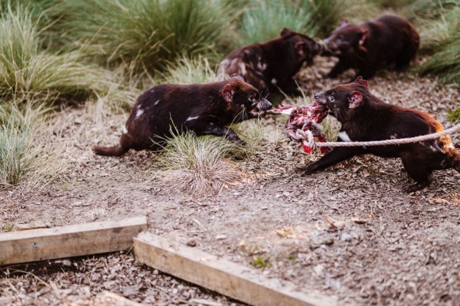 Cradle Mountain: After Dark Tasmanian Devil Feeding Tour - The Sum Up