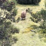 Cradle Mountain Sightseeing Tour from Devonport or Burnie - Why This Tour Excels