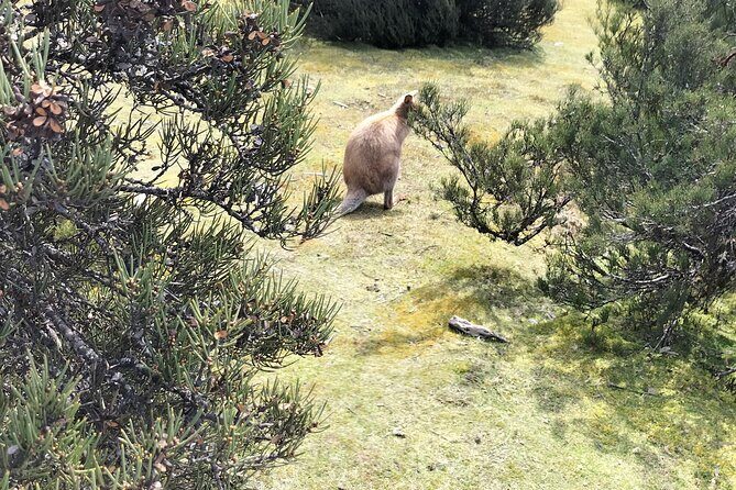 Cradle Mountain Sightseeing Tour from Devonport or Burnie - Why This Tour Excels