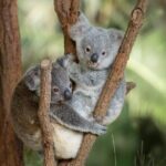 Croc Express from Brisbane Transfers Only - The Practicalities: Pricing, Timing, and What Matters