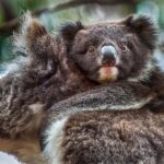 CRUISE SHIP Wildlife Tour - The Practicalities