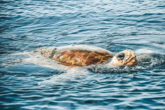 Cruise with Dolphins in Byron Bay - What to Expect During the 1.5-Hour Experience